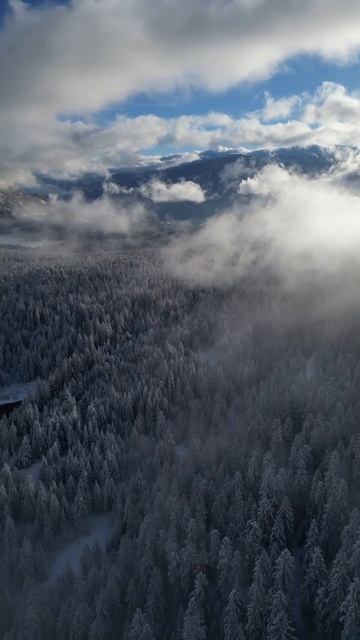 #лес #снег #небо Стиль 🔥 Лайк/подписка!