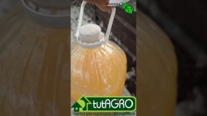 2 г в лейку и листья больше не желтеют. Полейте этим раствором растения и на завтра листья зелёные.