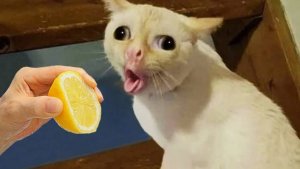 ПРИКОЛЫ С ЖИВОТНЫМИ ДО СЛЕЗ  СМЕШНЫЕ КОТЫ ЛУЧШИЕ ПРИКОЛЫ С КОТАМИ, СОБАКАМИ, КОТИКИ, СОБАЧКИ