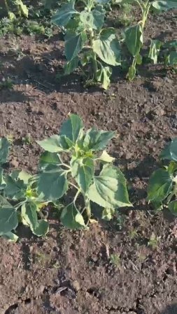 Ранний подсолнечник уже посох. ЧС в Ростовской области