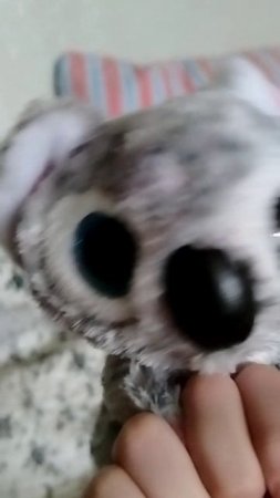 Коала Риви 🐨
