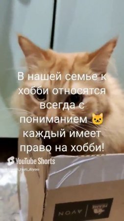 хобби моего кота Тёпочки