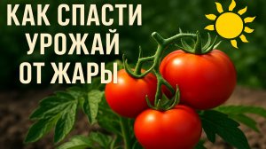 Жара сжигает урожай на даче Делай ЭТО, и растения выживут даже в +40
