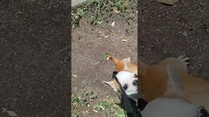 Чудо пес который боится грозы)))