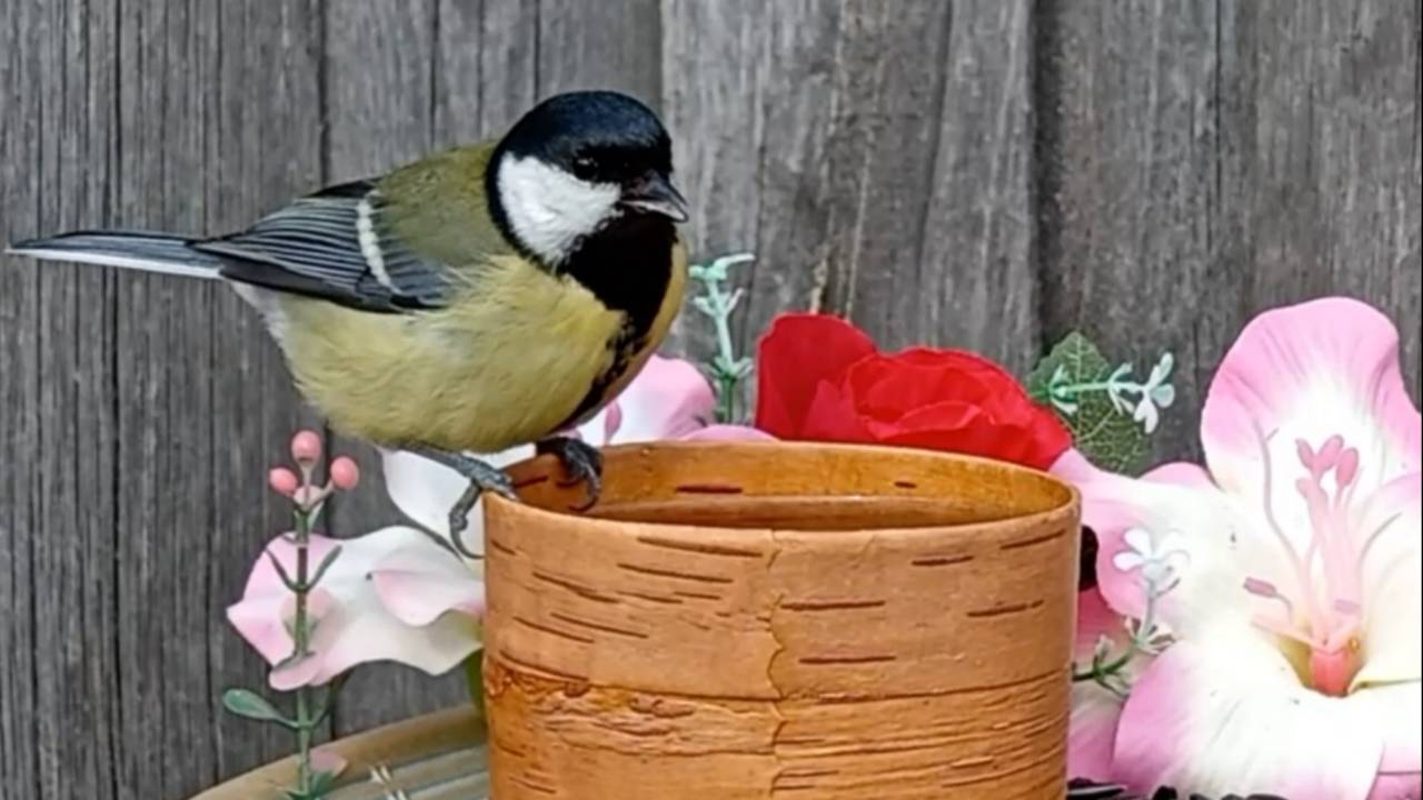 Синички посещают кормушку (12.03.2025 года)