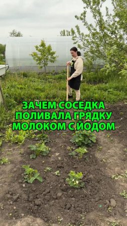 Зачем соседка поливала грядку молоком с йодом