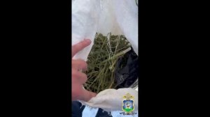 В Адыгее выявлен факт покушения на сбыт крупной партии наркотиков растительного происхождения