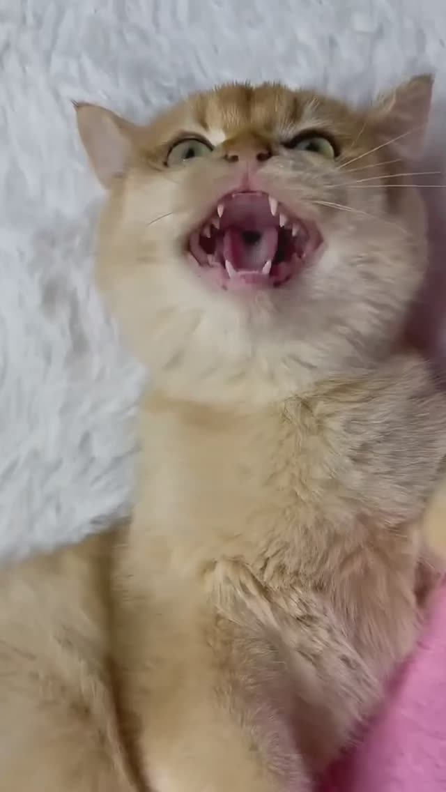 Она не моя мама… #кошка #кошки