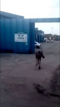 Маленький лось забрел на территорию РТС во Владимире
