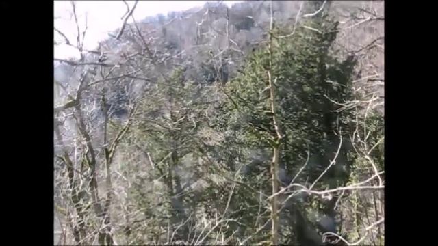 Сочи.Тиссо - Самшитовая роща.Самый полный видео обзор маршрута.