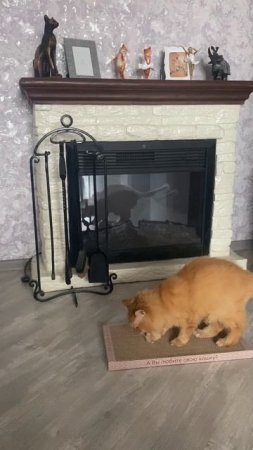 Кошачье счастье - когтеточка❤️