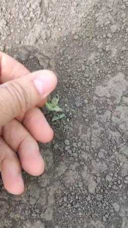 Катастрофа на Дону: Поля в пыли, угроза — всем нам