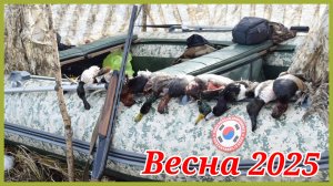 Закрытие весенней охоты 2025. Вечёрка.