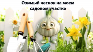 Озимый чеснок на моем садовом участке | Садовод со стажем