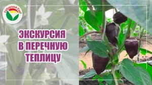 Экскурсия в перечную теплицу