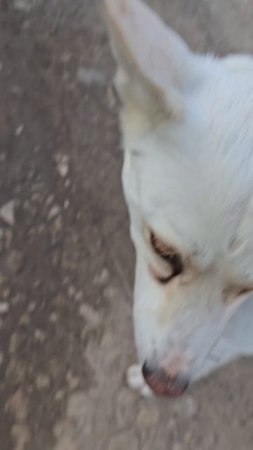 Кто хотел сожрать ежа?