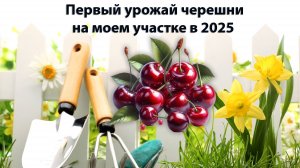 Первый урожай черешни на моем участке |Садовод со стажем