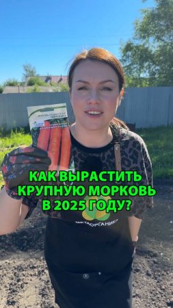 Как вырастить крупную морковь в 2025 году?