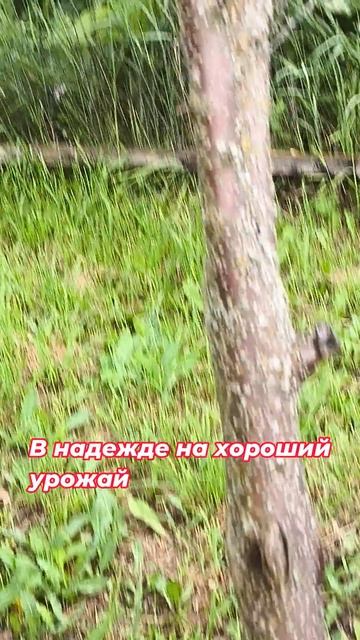 #Shorts В надежде на хороший урожай #домвдеревне#садиогород