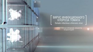 Вирус инфекционного хлороза томата Tomato infections chlorosis virus