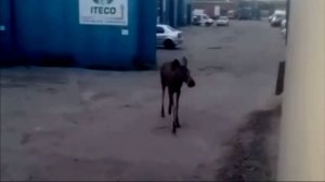 Маленький лось забрел на территорию РТС во Владимире