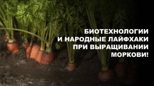Проверяем на практике: реально ли вырастить овощи как в проекте Еда +800% пользы
