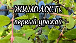 Первый урожай жимолости. Ягода жизни и молодости.