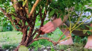 Дачные дела. Древовидный пион. Уход и отличия от обычных сортов.