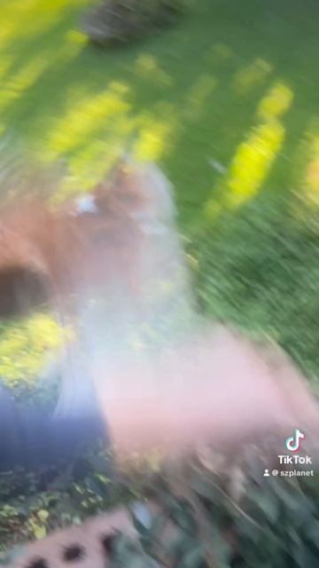 Похоже у меня перелетные курицы. Только их нужно немного потренировать 🤣👌 Так они летают! #курицы