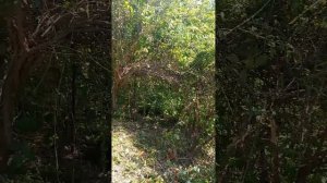 VID-20250609-WA0010