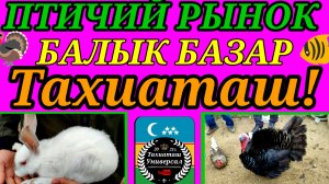 10-06-2025 ПТИЧИЙ РЫНОК -РЫНОК РЫБ