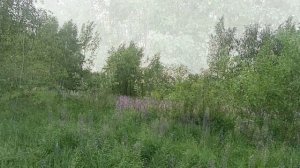 Люпиновый рай в Солнцево