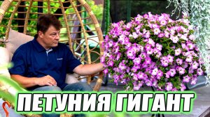 Петуния-гигант как вырастить монстра на одном корне (2025)