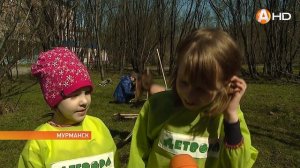 В Мурманске стало больше клёнов
