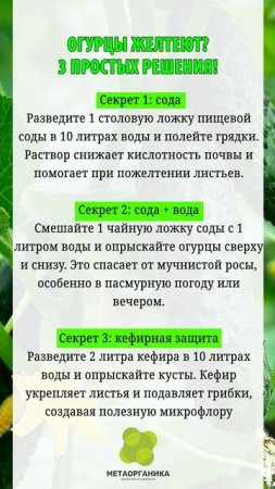 Огурцы желтеют? Вот 3 простых решения