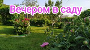 Сад. 10.06.2025