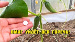 Я обалдела! Сделайте так и огурцы НИКОГДА НЕ БУДУТ ГОРЬКИМИ!
