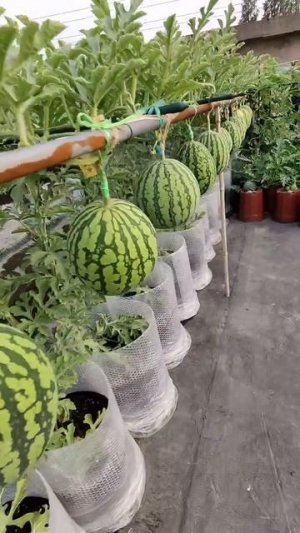 Арбузики ампельные