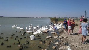 Евпатория, Лебединое озеро