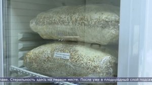 Грибная ферма на Сахалине