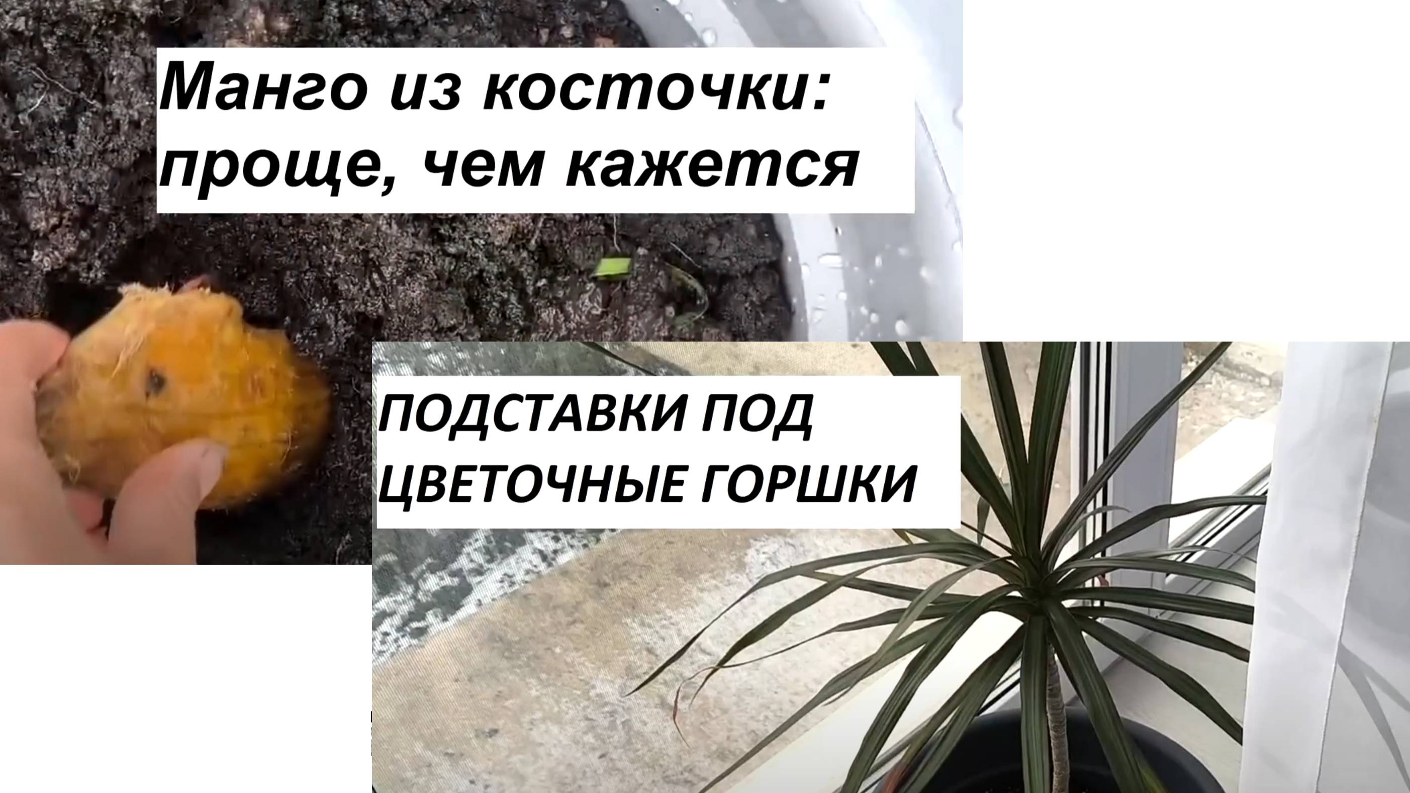 Выращиваем манго из косточки и выбираем напольные подставки под кашпо