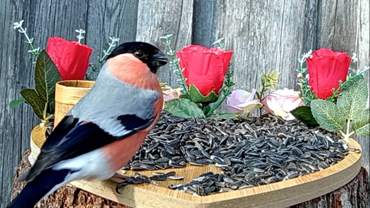 Видеосъёмка Птиц (13.03.2025 года)