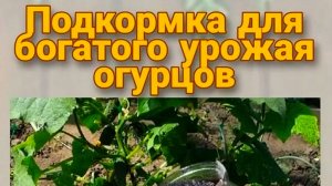 ЧЕМ ПОДКОРМИТЬ ОГУРЦЫ, КЛУБНИКУ
