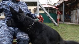 Сампо ТВ  360 - В УФСИН Карелии поступили на службу новые собаки