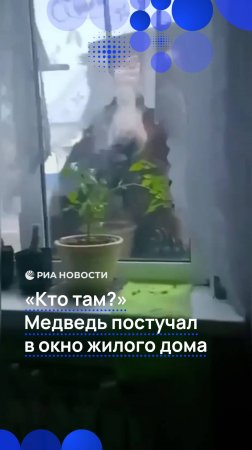 "Кто там?" Медведь постучал в окно жилого дома