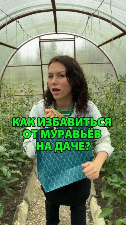 Как избавиться от муравьёв на даче