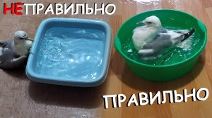 Правильная и неправильная чайка