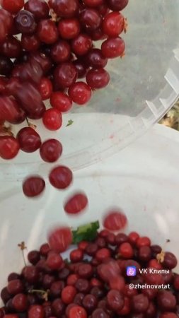 Вишня поспела