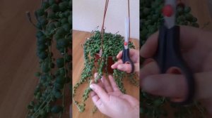 Крестовник Роули.
Черенкование.
