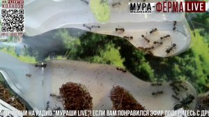 МУРА-ферма LIVE.Бункер 55.Муравьиная ферма!Муравьи Жнецы.+радио "Мураши LIVE".